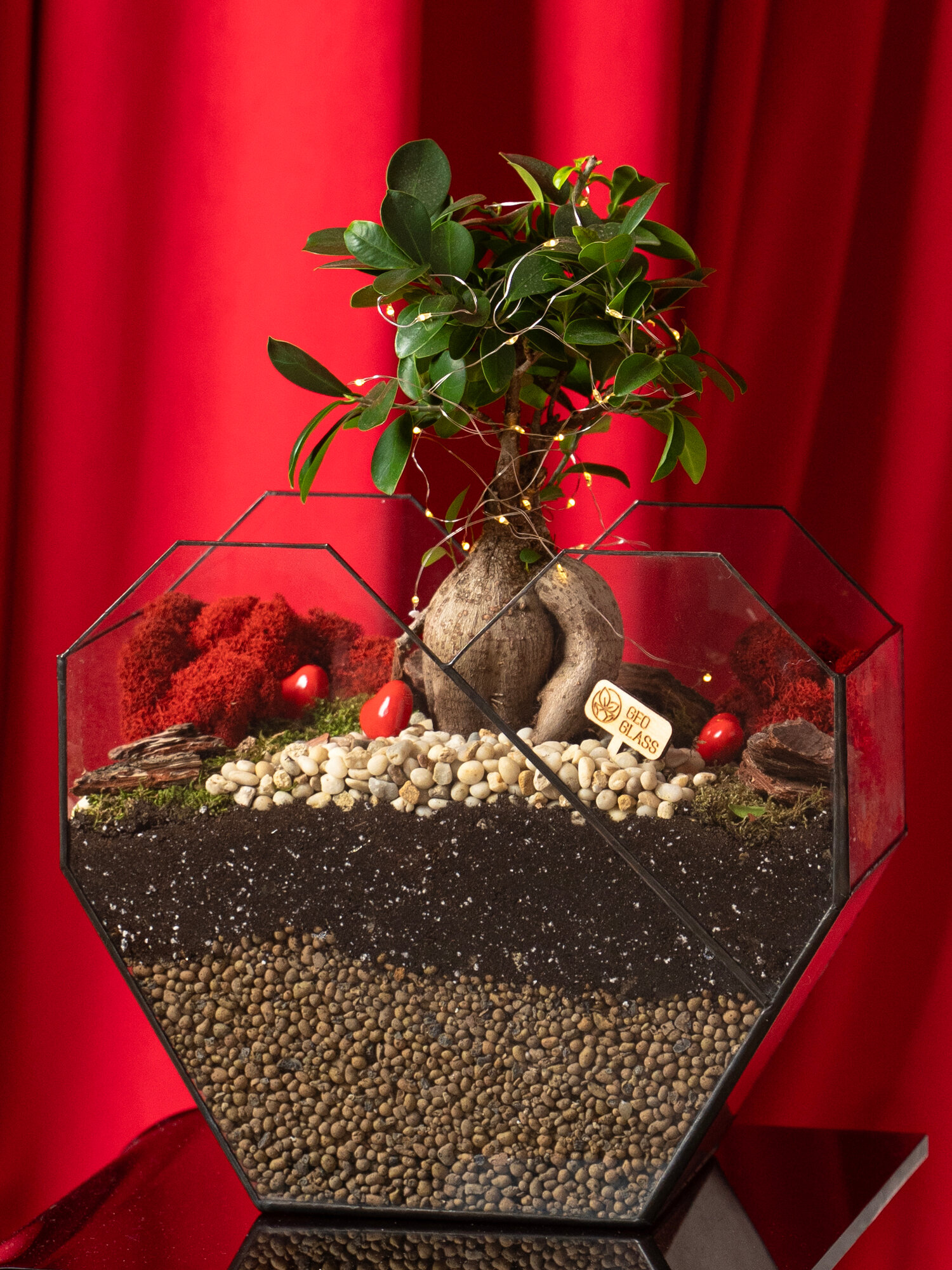 Geo Glass: Фикус микрокарпа , бонсай во флорариуме "Сердце" , подарок