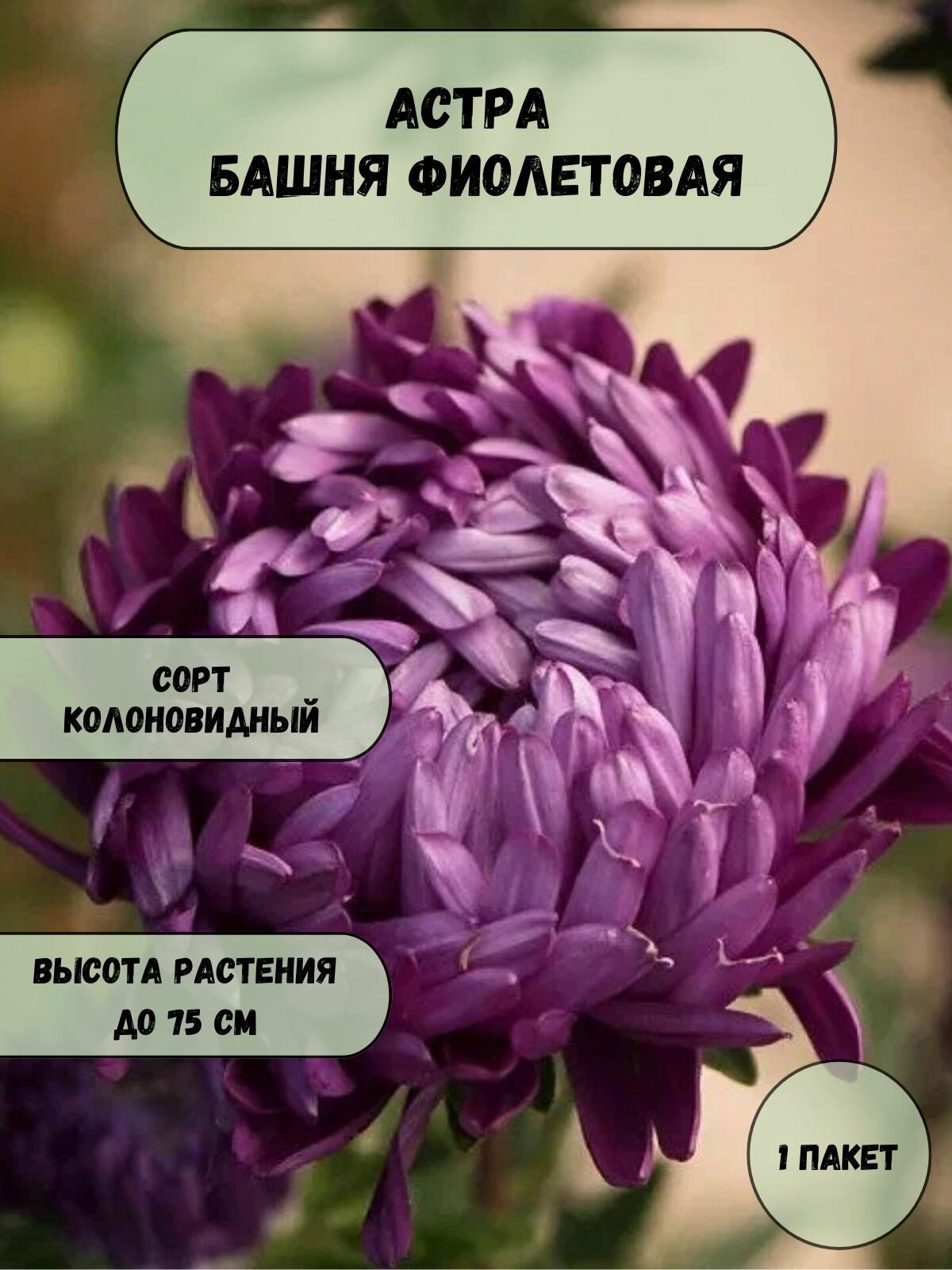 Астра Башня фиолетовая семена 10 шт