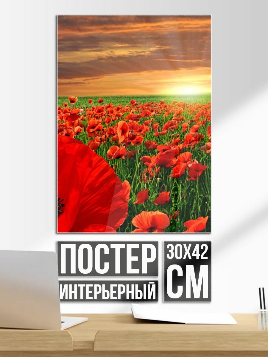Постер на стену Красный мак на закате - маковое поле цветов