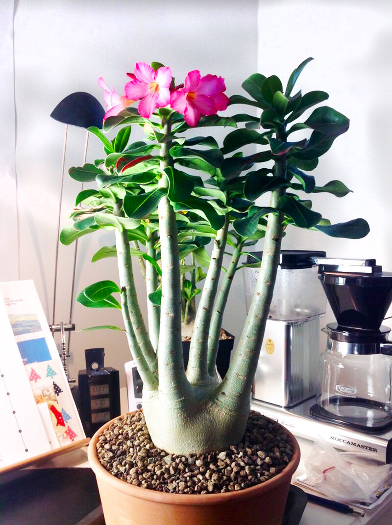 Адениум Арабикум Микс, Семена, 5 шт, семена комнатных растений