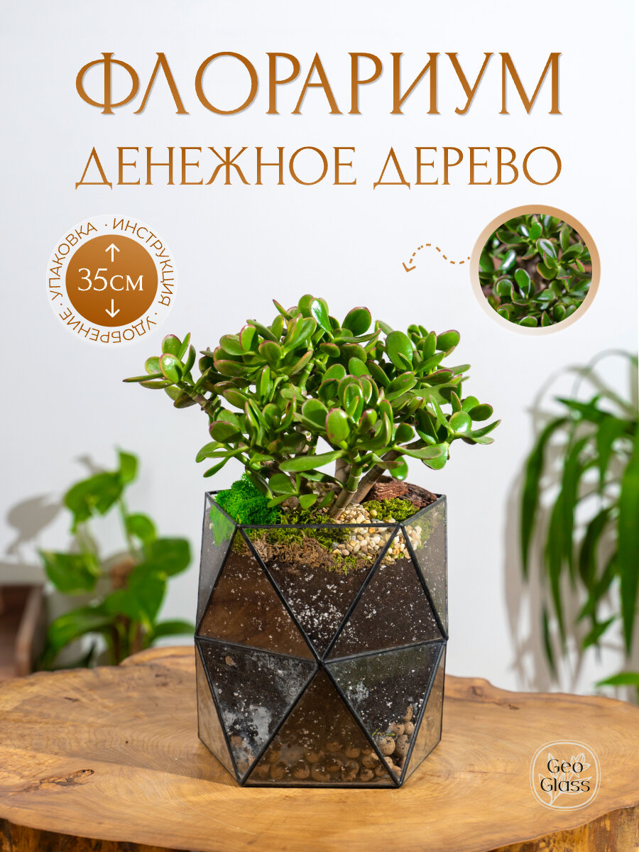 Geo Glass: Денежное дерево , крассула живая в изящном кашпо из стекла , комнатные растения 40-50 см