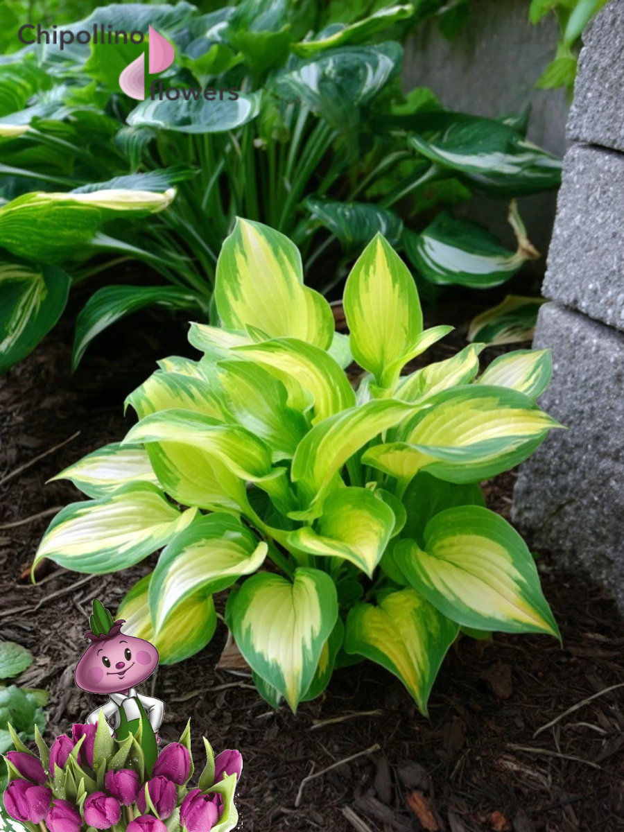 Клубни цветов, chipollino flowers, Хоста LAKESIDE BANANA BAY ( 1 штука )желто-зеленый