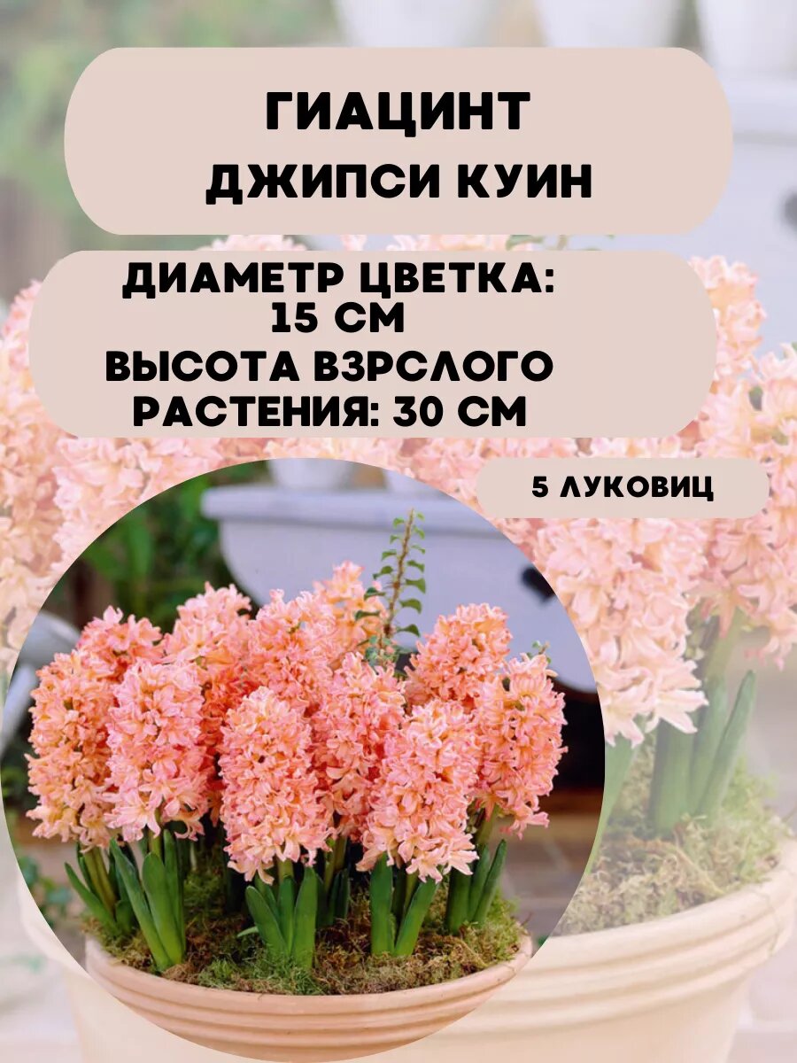 Луковицы гиацинта /Гиацинт махровый
