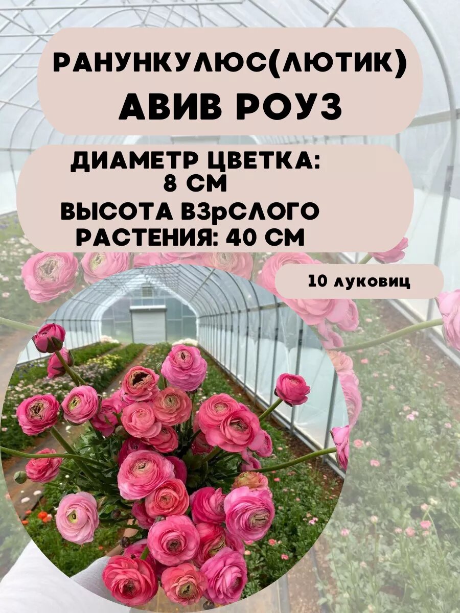 Ранункулюс луковицы/Лютик азиатский