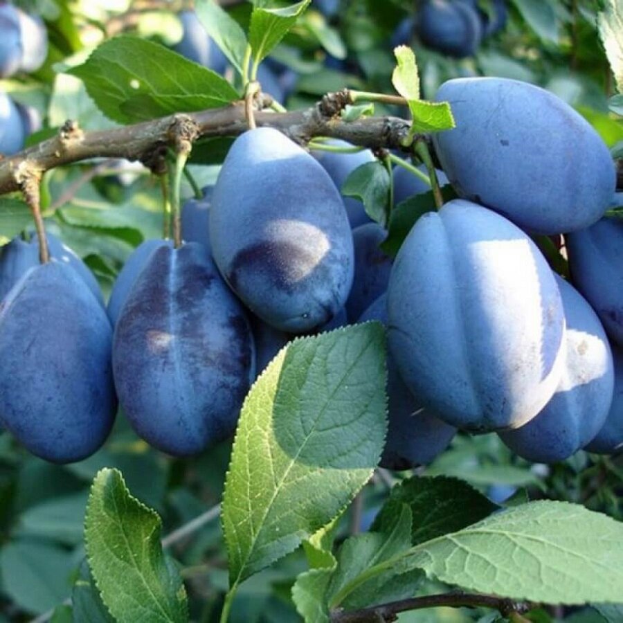 Семена Deodar SEEDS COMPANY Слива крупноплодная продолговатая сорта чернослив 5 шт.