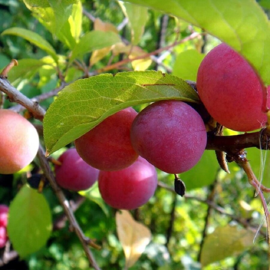 Семена Deodar SEEDS COMPANY Алыча черноплодная 5 шт.