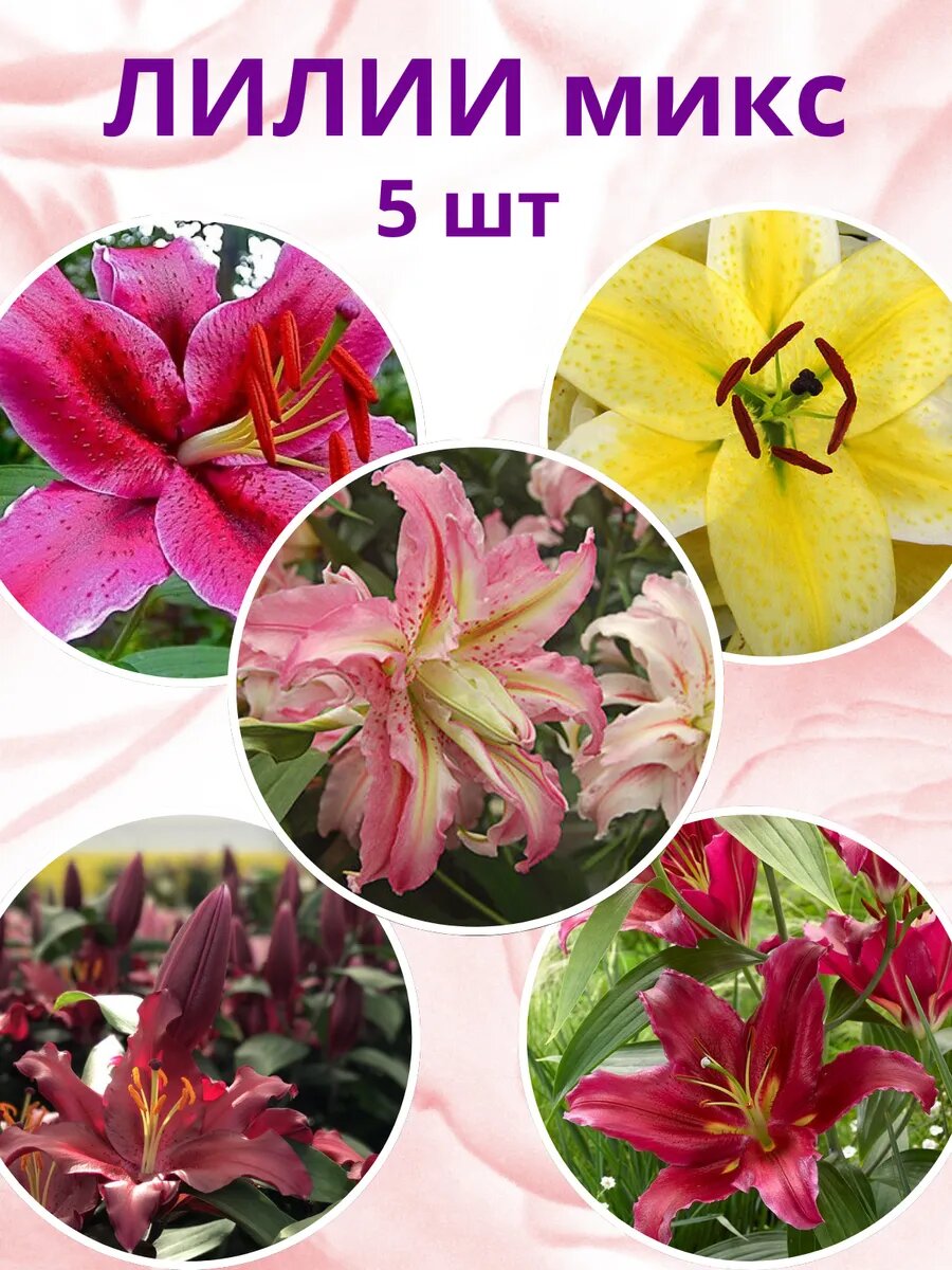 Лилия луковицы, многолетние цветы для посадки, микс 5 шт