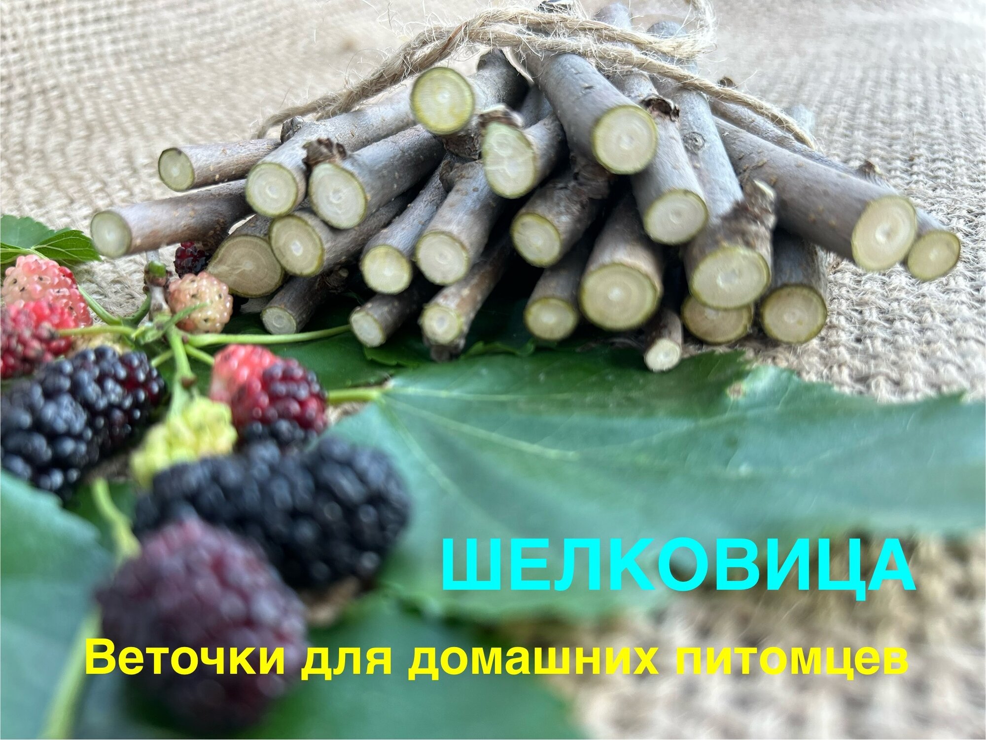 Веточки шелковицы (тутовник). Натуральные сухие веточки дерева Шелковицы, лакомство для домашних питомцев. 100гр.