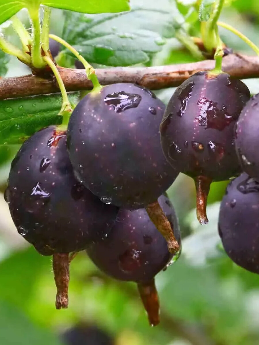 Крыжовник Африканец слабошиповатый 1 шт / морозостойкий сорт