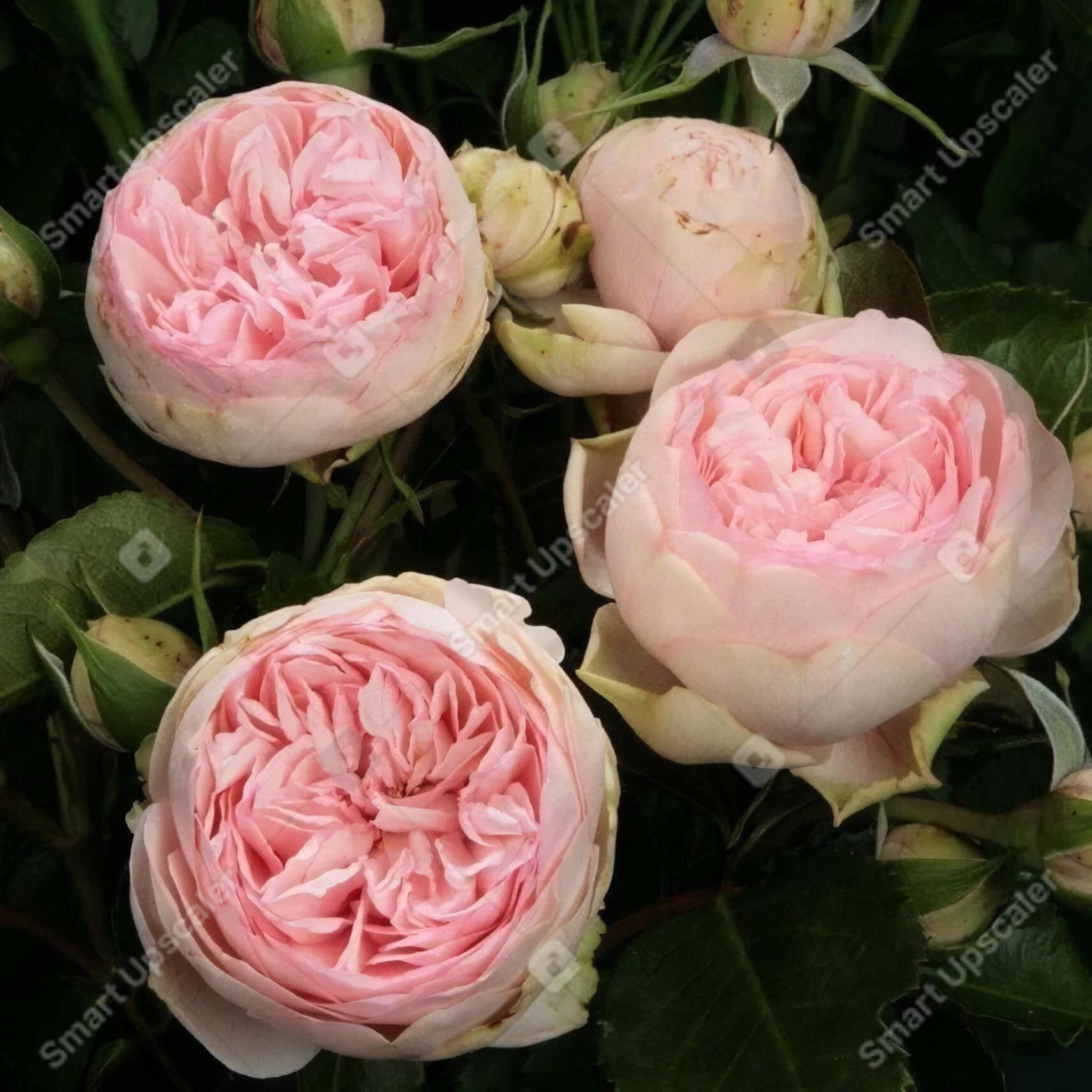 Роза чайно-гибридная Брайдал Пиано (Bridal Piano) 2 шт / розы