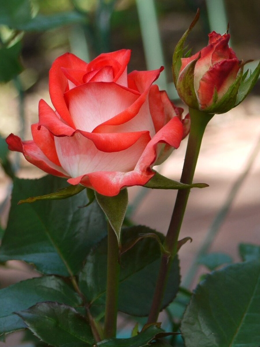 Роза чайно-гибридная "Блаш", 1 саж, многолетняя, белая, светло-розовая