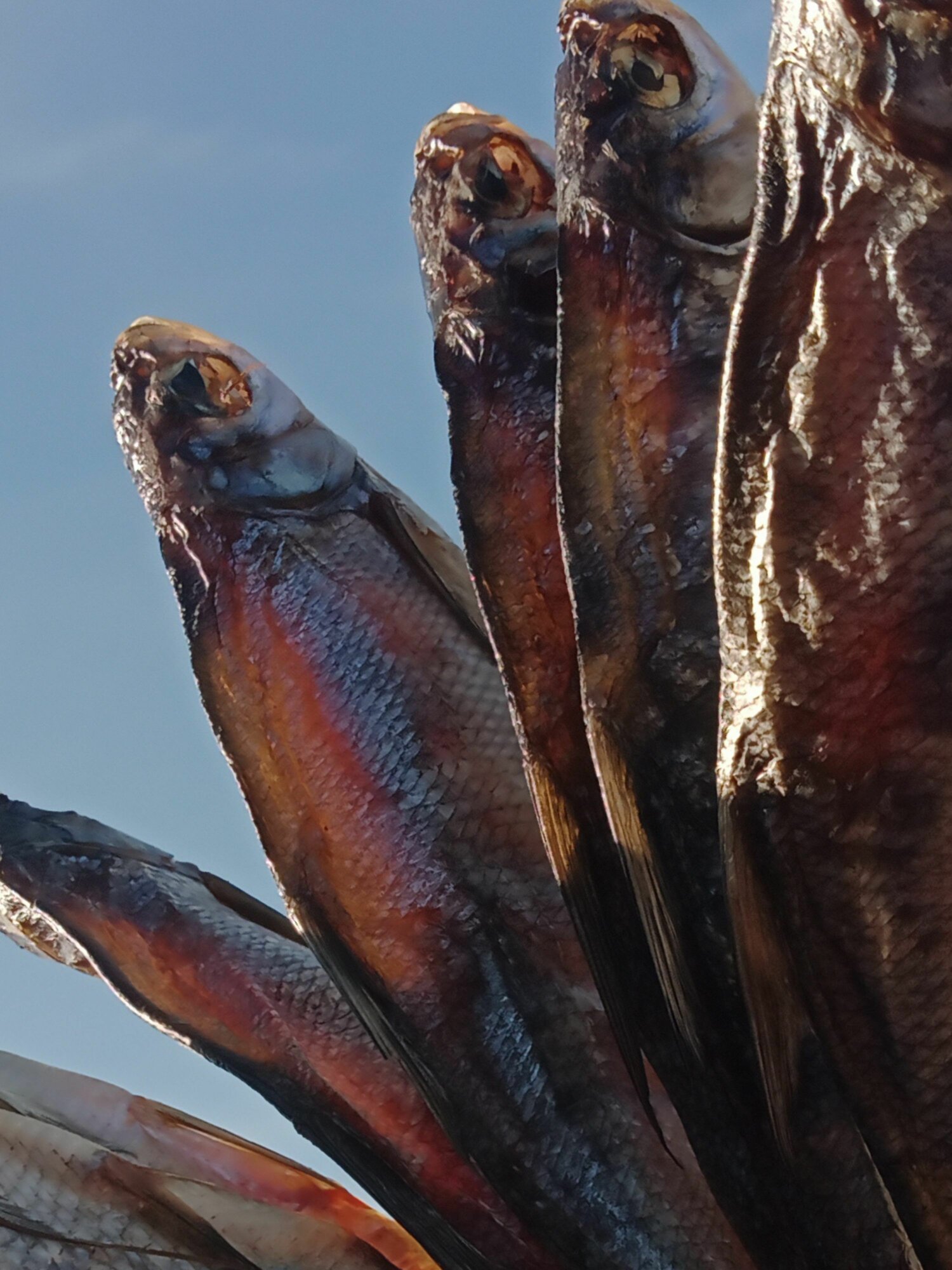 Сопа (Синец), в/у1000г