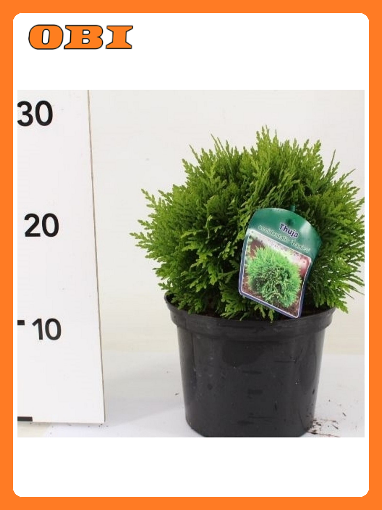 Туя западная "Даника", карликовая, шаровидная крона, многолетняя, 20 см