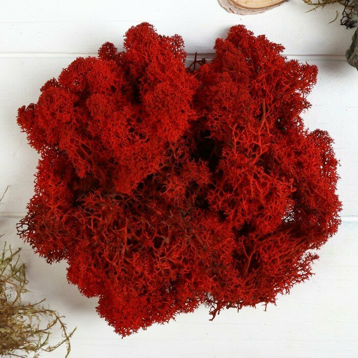 Мох стабилизированный AQUA STORY "Красный" 45 гр +-5 гр, в пакете