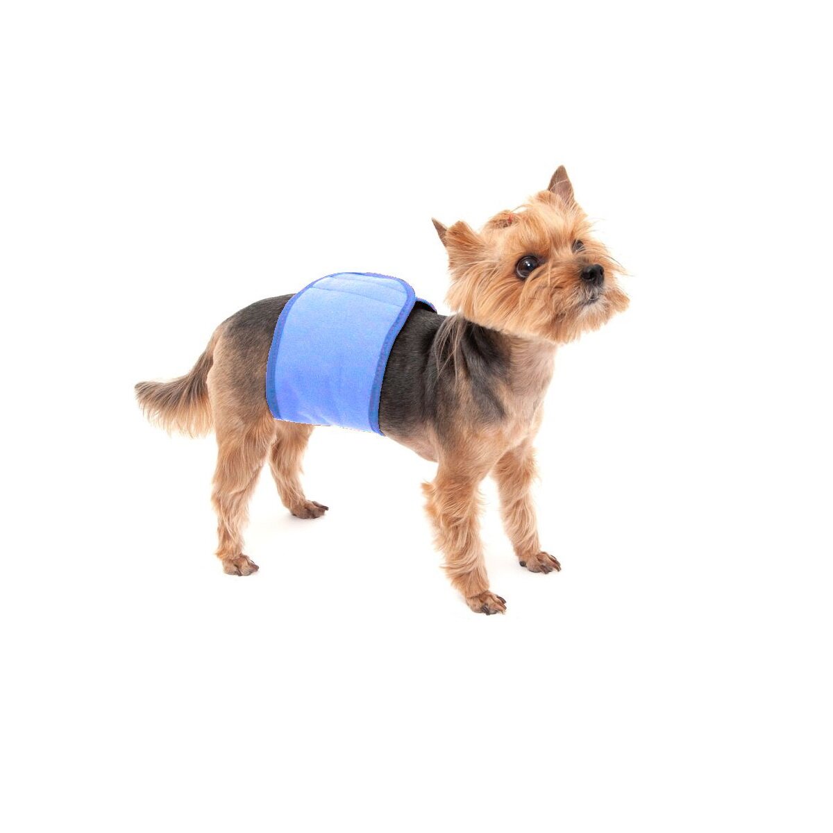 Пояс для кобелей многоразовый впитывающий Osso Comfort, р. M 34-38 х 12см, 1 шт