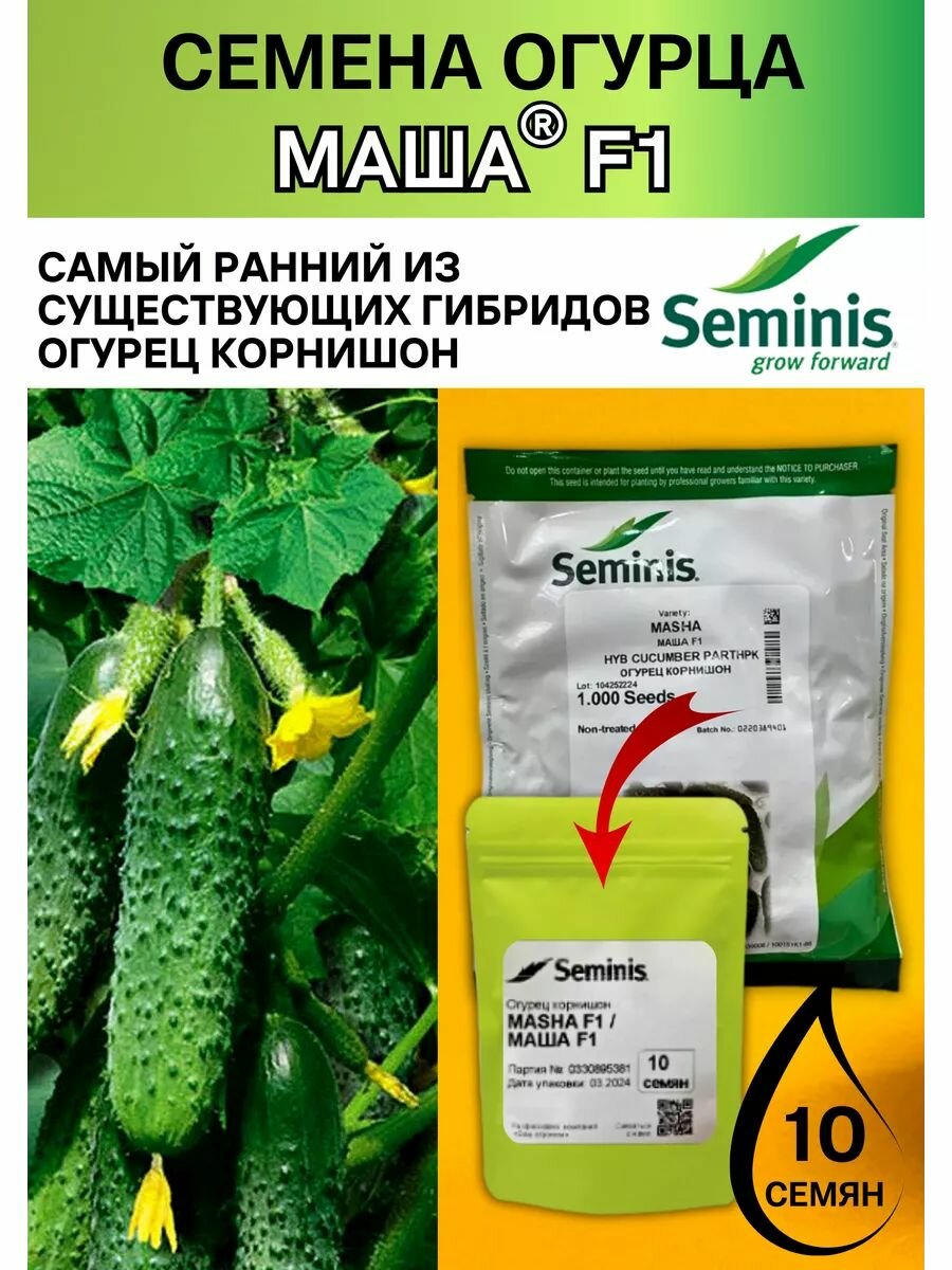 Огурец Маша гибридные семена первого поколения F1 10 семян Seminis, профессиональные семена