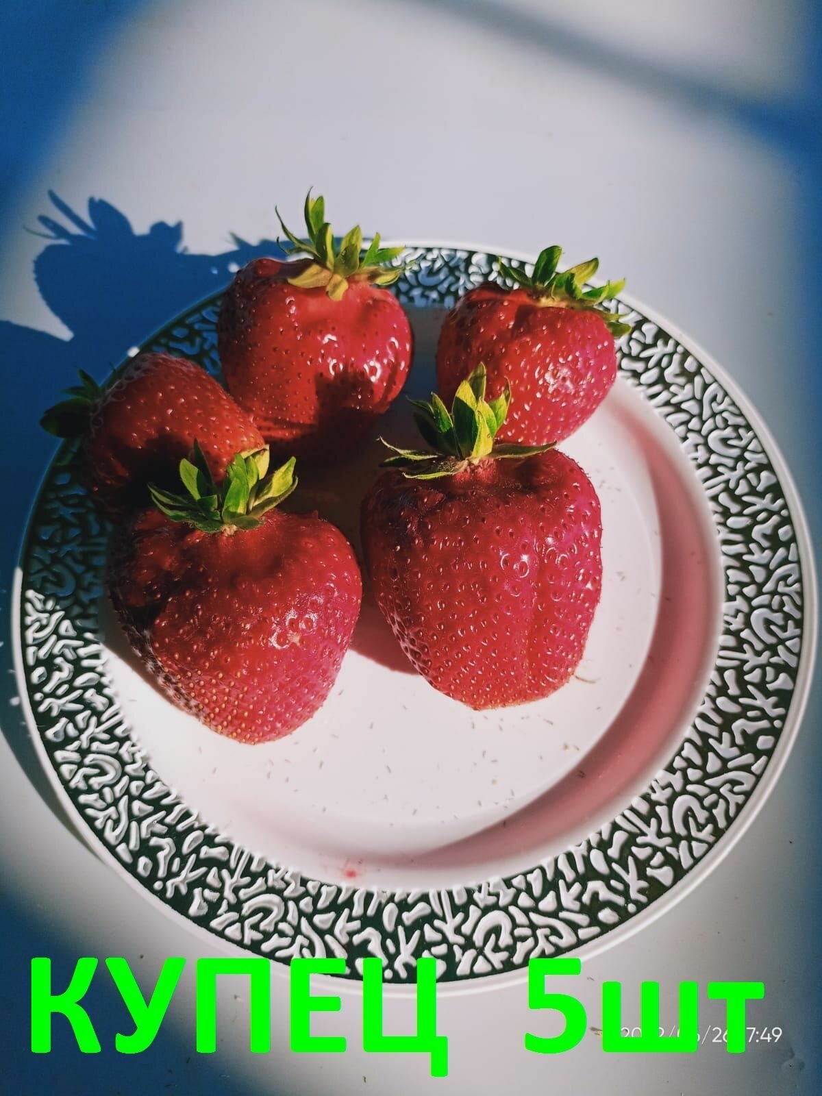 Рассада. Клубника Купец