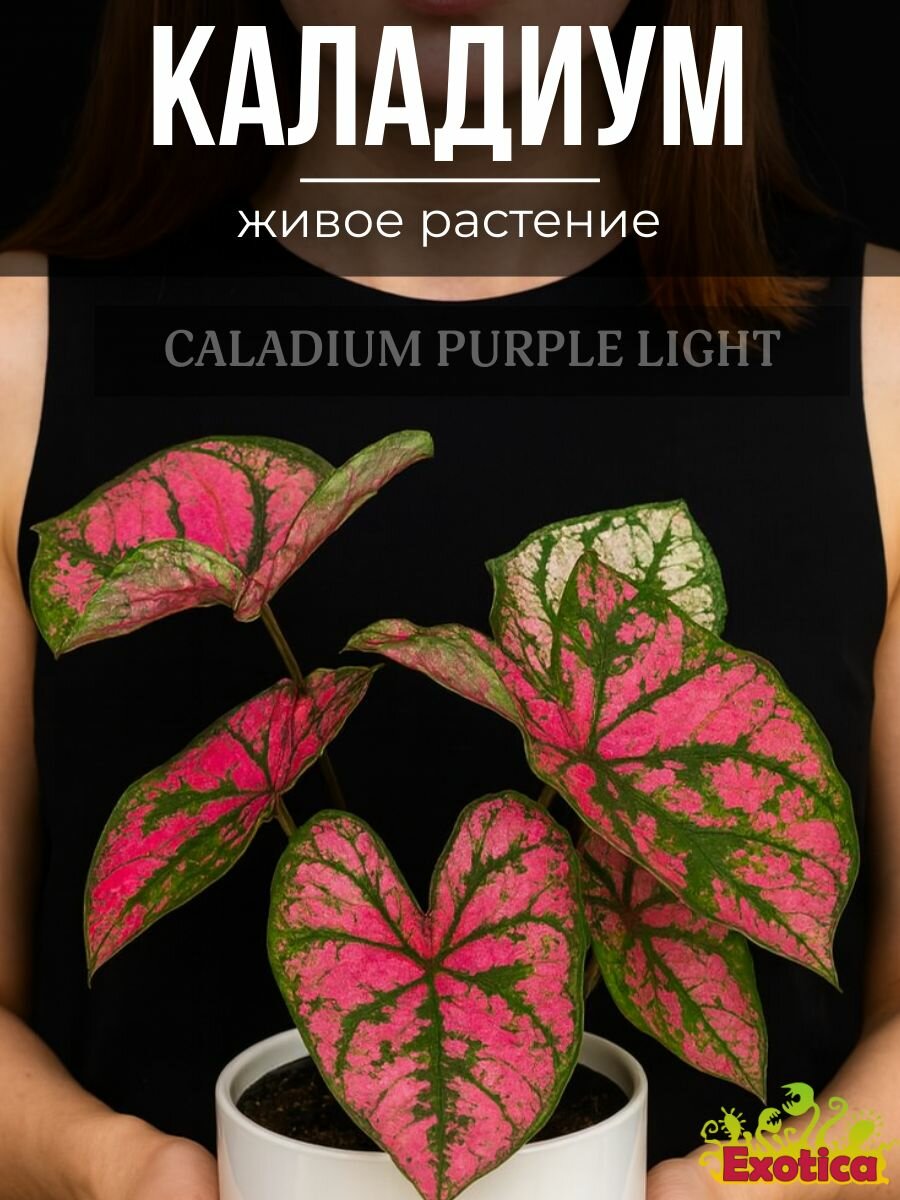 Каладиум Светло - Пурпурный, или "Фиолетовый Свет" (Caladium Purple Light) D6см, живое растение