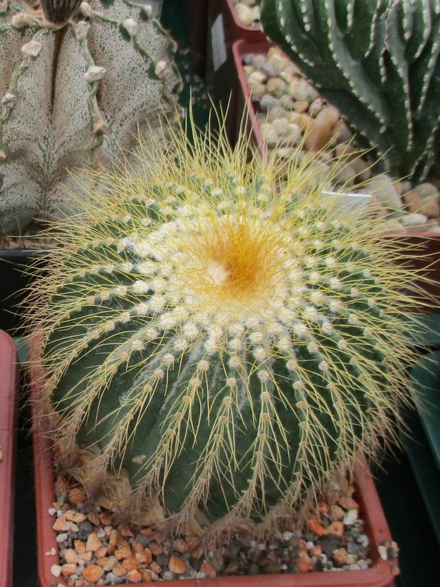 Кактус Eriocactus warasii семена 5 штук