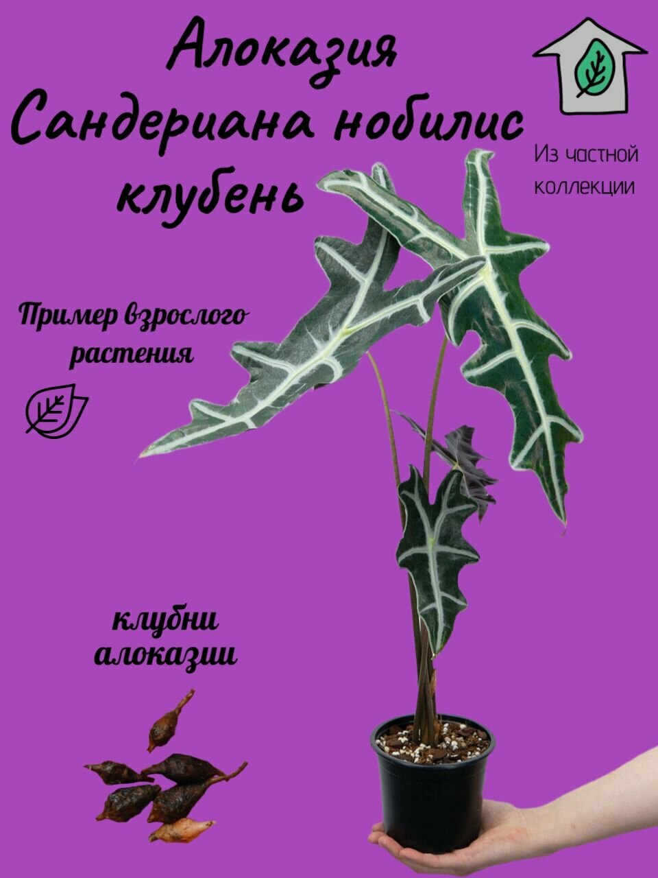 Алоказия Сандериана Нобилис / клубень