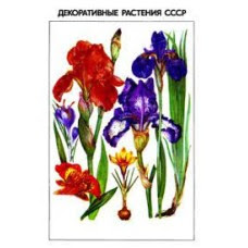 Б/У Декоративные растения СССР 1986г