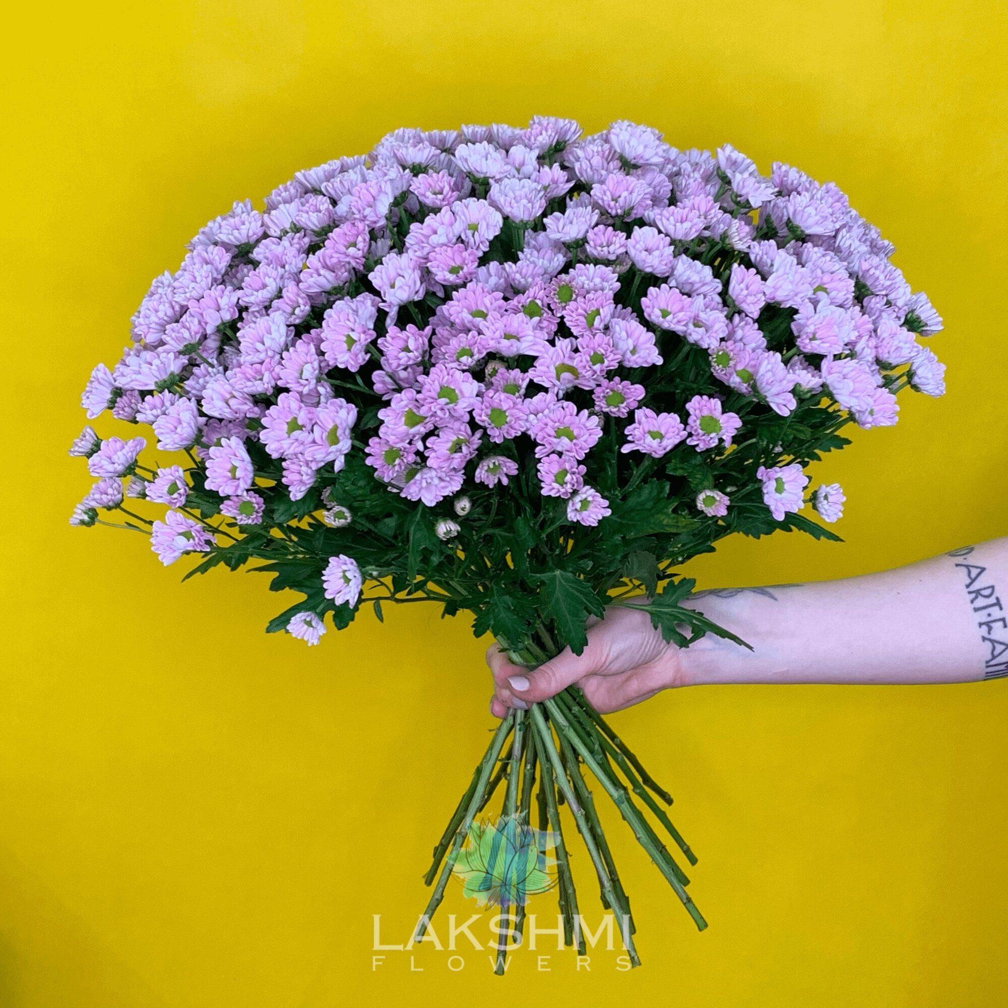 Букет из 25 сиреневых кустовых хризантем под ленту / Кустовые хризантемы