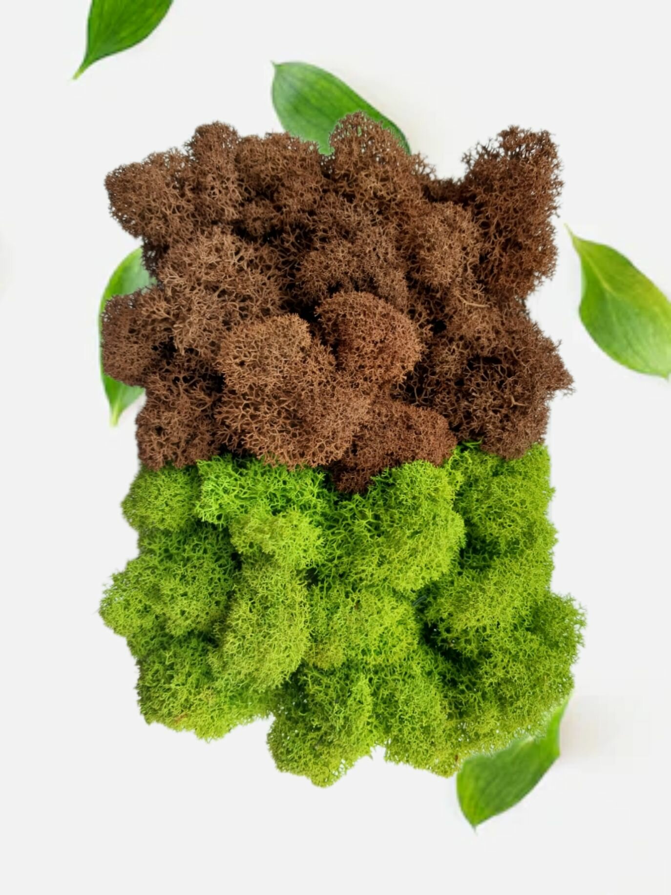 Мох стабилизированный набор - Салатовый-Коричневый, 100 гр