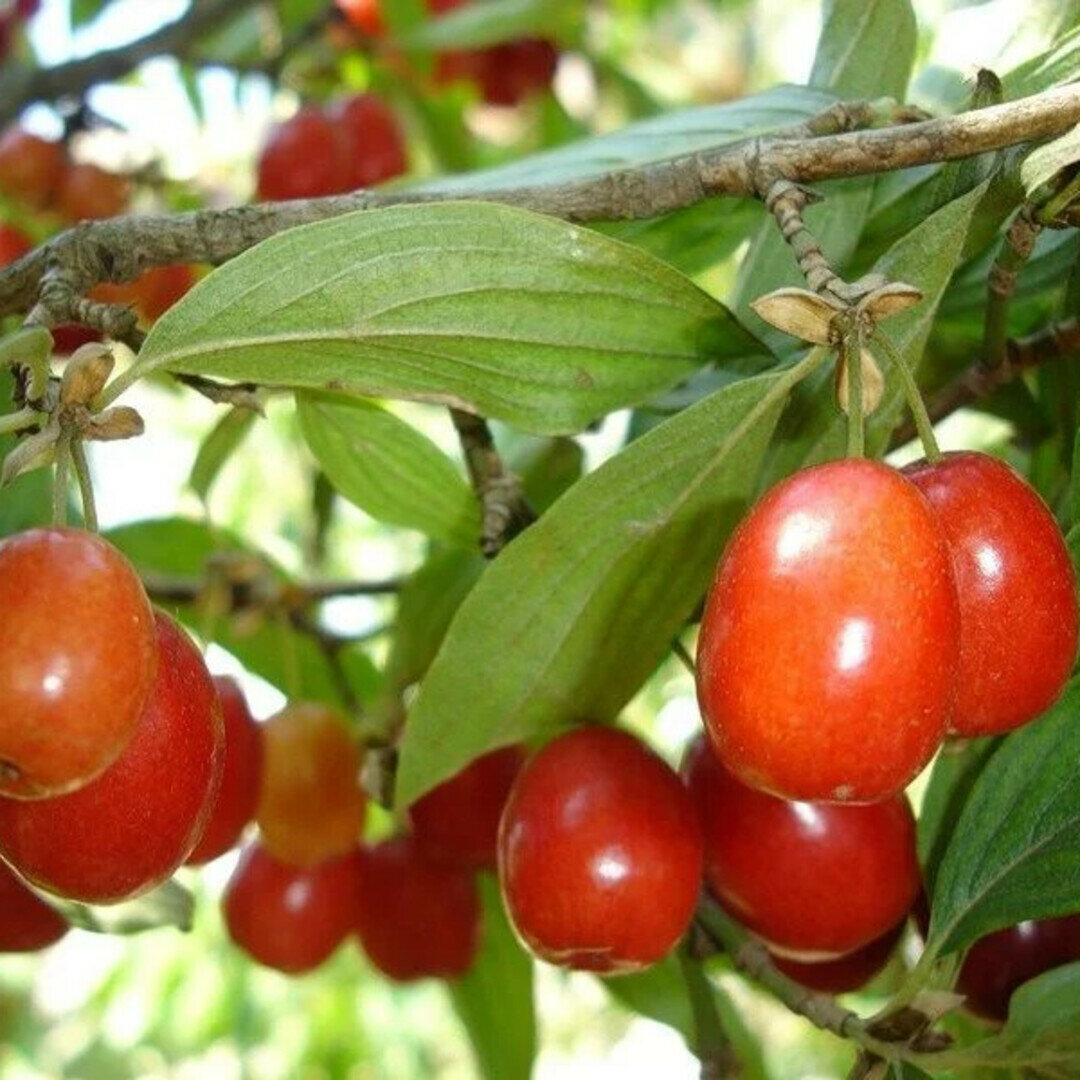 Кизил "Коралловый" // 1 шт, морозостойкий, среднеспелый сорт