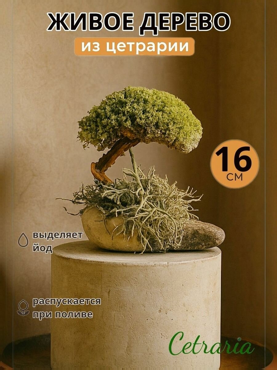Декоративное деревце из цетрарии / интерьерное украшение