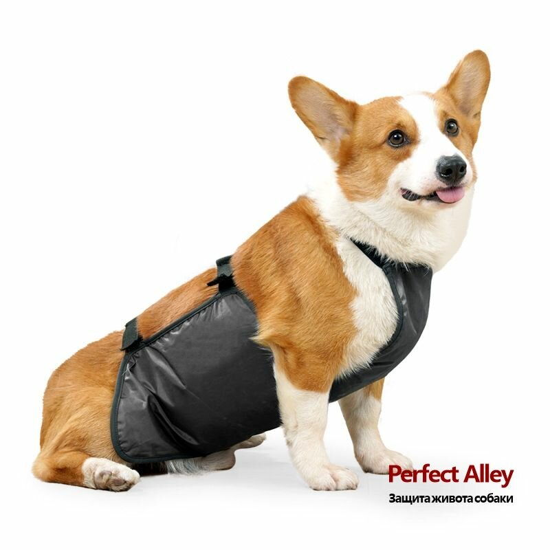 Одежда для животных, Жилет для собаки, защита живота