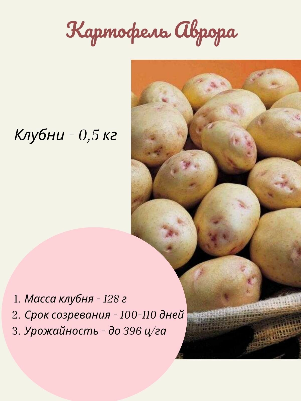 Картофель красный Аврора 0,5 кг на посадку