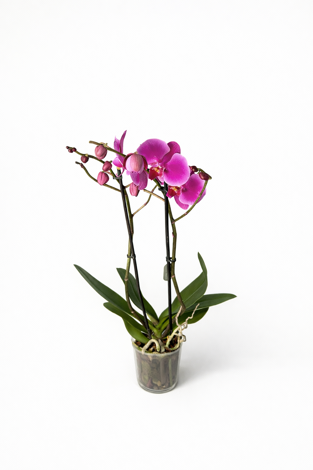 Орхидея Фаленопсис Макси, 2 цветоноса (Phalaenopsis) — насыщенное сияние пурпурных оттенков