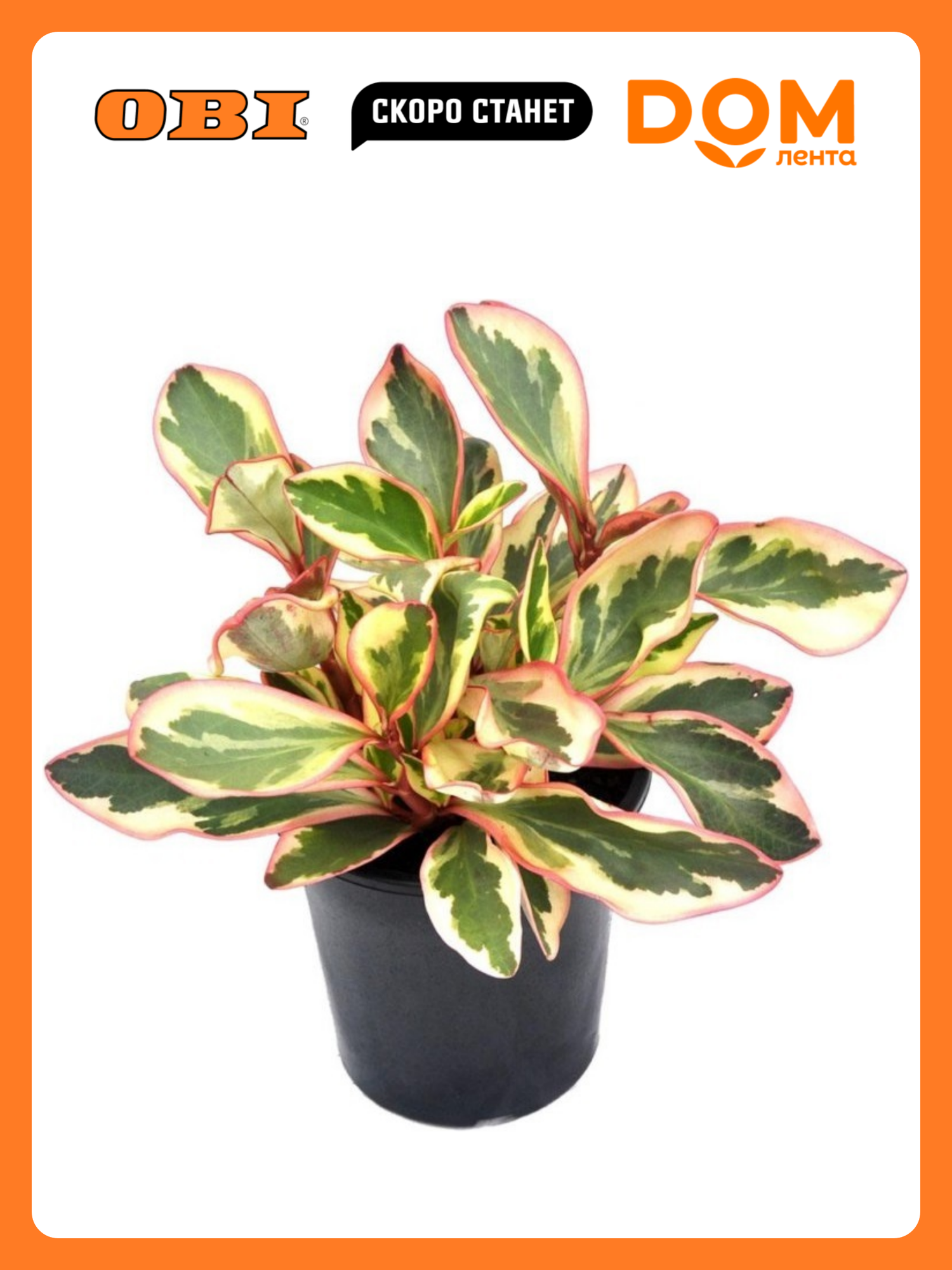 Растение пеперомия Клузиелистная D12H20, декоративно-лиственное, высота 20 см