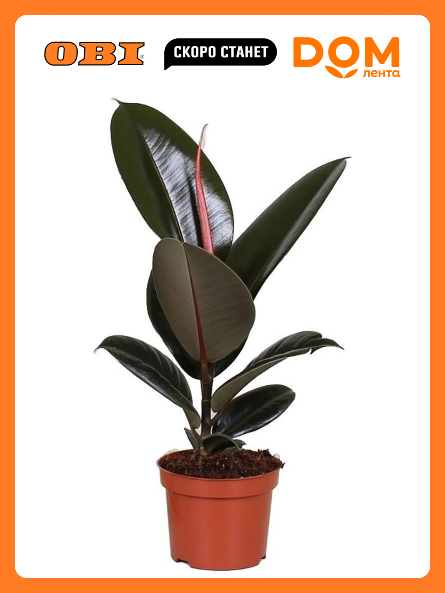 Фикус Эластика "Абиджан", декоративно-лиственный, вертикальный стебель, темно-зеленые листья