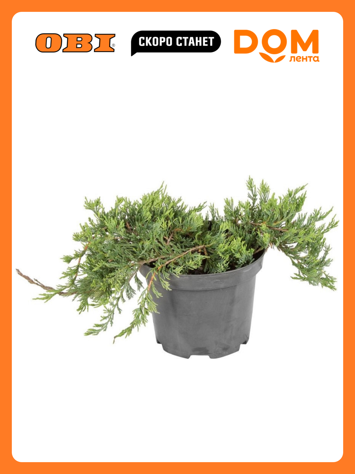 Можжевельник Уилтони, неприхотливый, устойчивый к морозам, декоративный