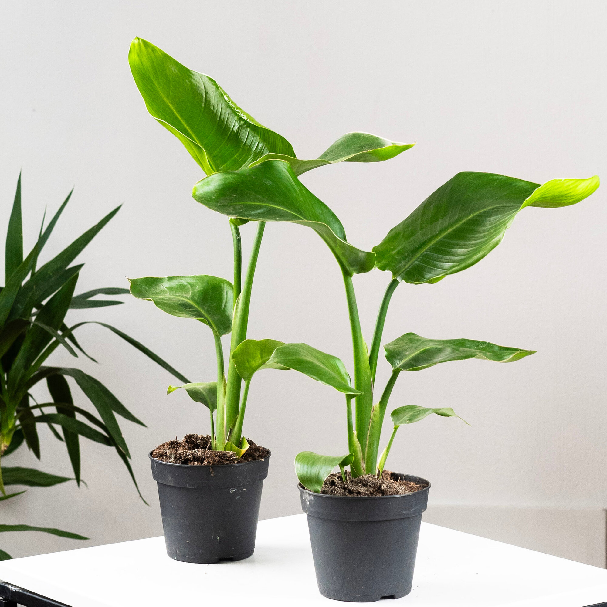 Комплект "Тропический " - Стрелиция сорта Николая 14/40 см