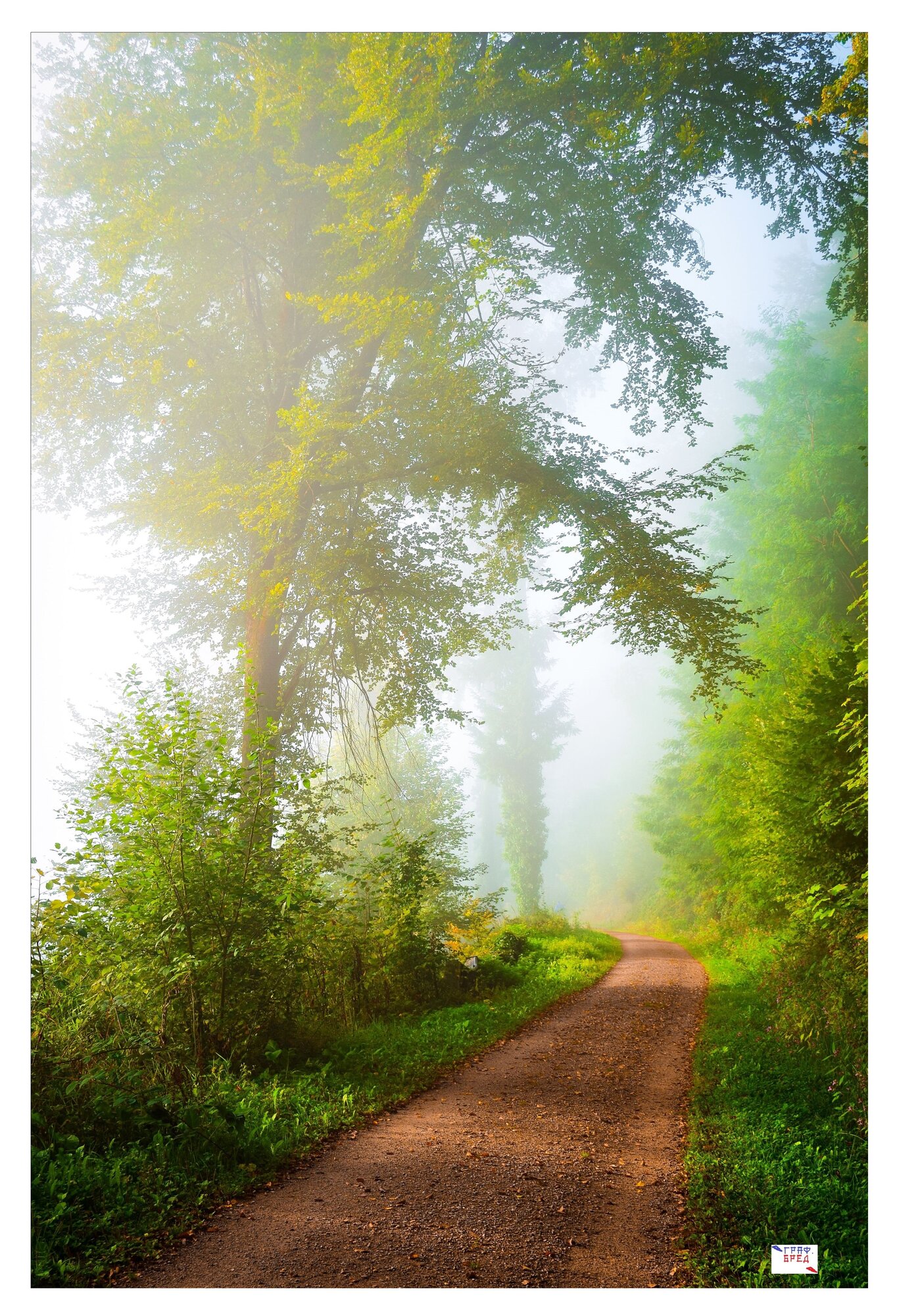 Впечатляющий постер "Лесная дорога" для интерьера вашего дома, офиса и ресторана