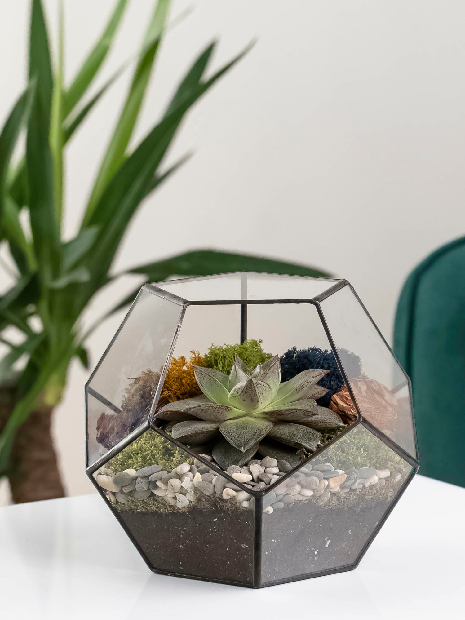 Geo Glass: Флорариум с живым суккулентом , мини-флорариум с живым растением