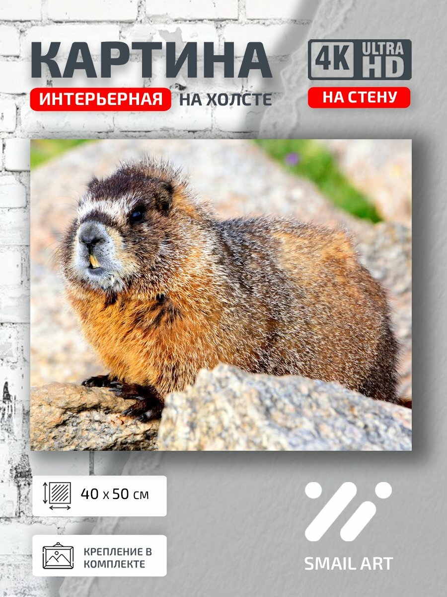 Картина на холсте интерьерная 40 на 50 на стену Камнях Mood для офиса атмосфера интерьер