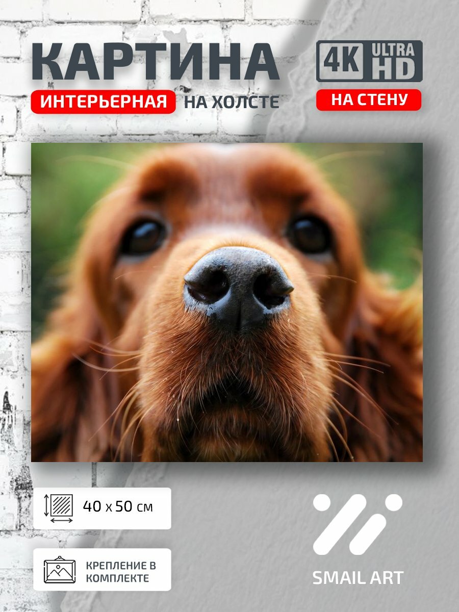 Картина на холсте интерьерная 40 на 50 на стену Мордочка Macro для гостиной макро интерьер