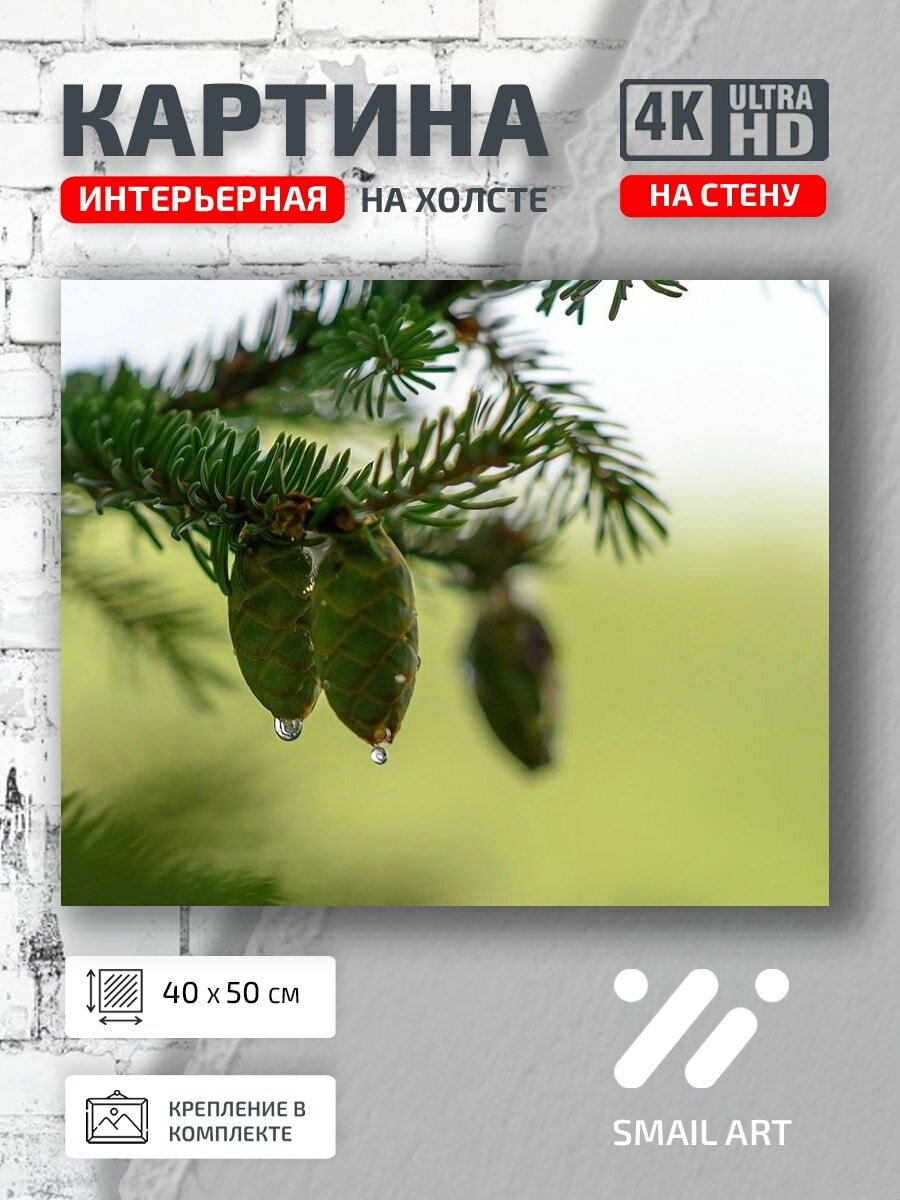 Картина на холсте интерьерная 40 на 50 на стену Макро Шишки для спальни атмосфера