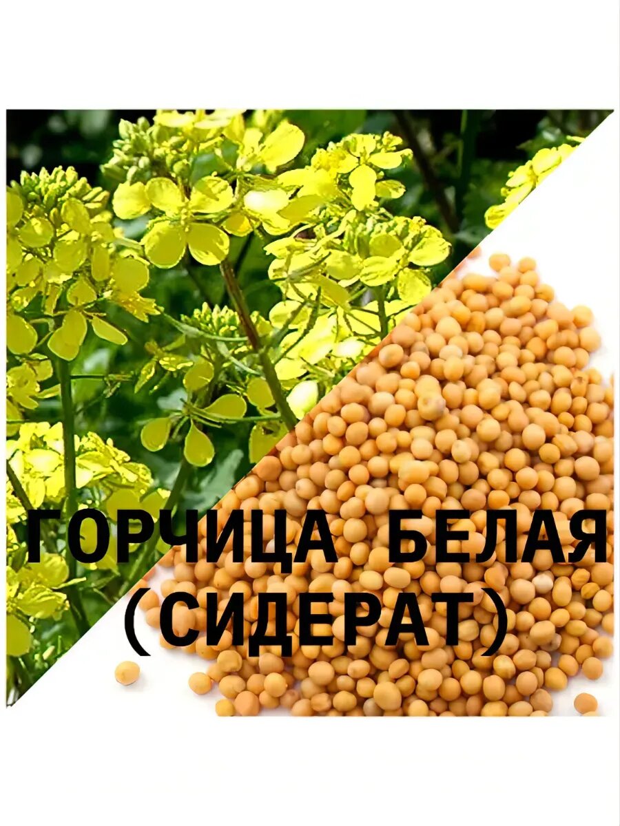 Горчица Белая (сидерат) 800 г