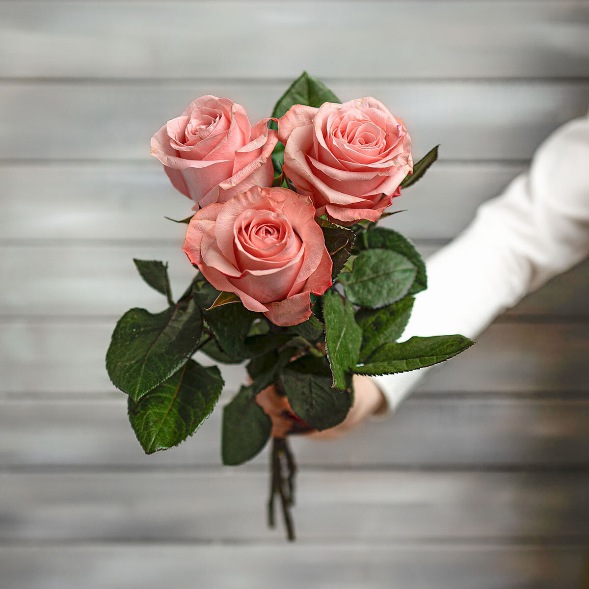 Букет живых цветов из 3 розовых роз с лентой Эквадор 60 см