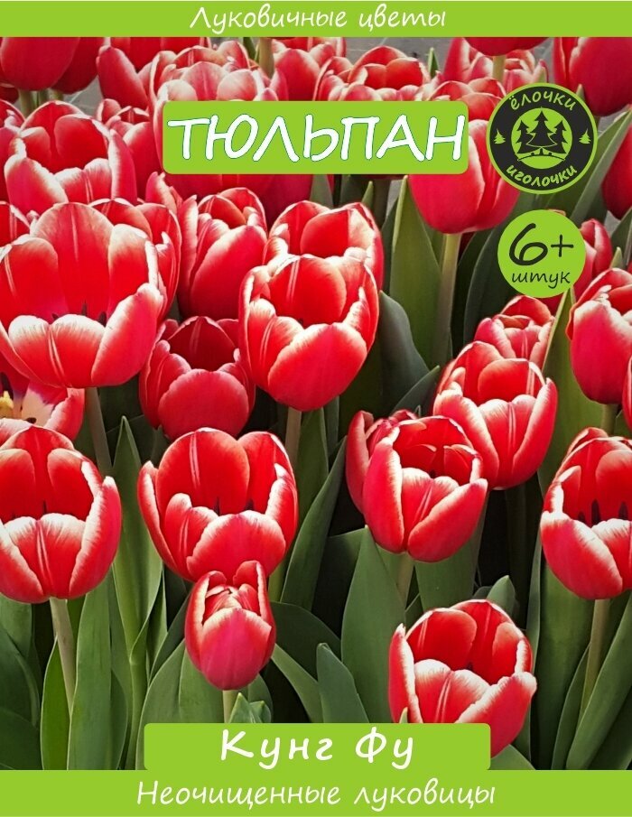 Тюльпан Луковица, Кунг Фу 6 шт