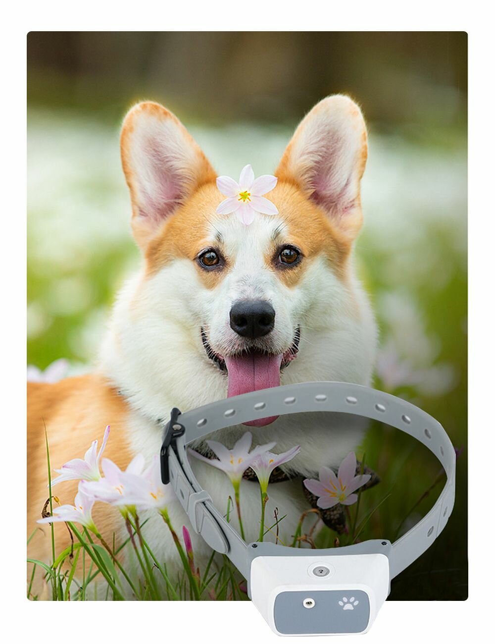 Фурнитура для ошейников и поводков