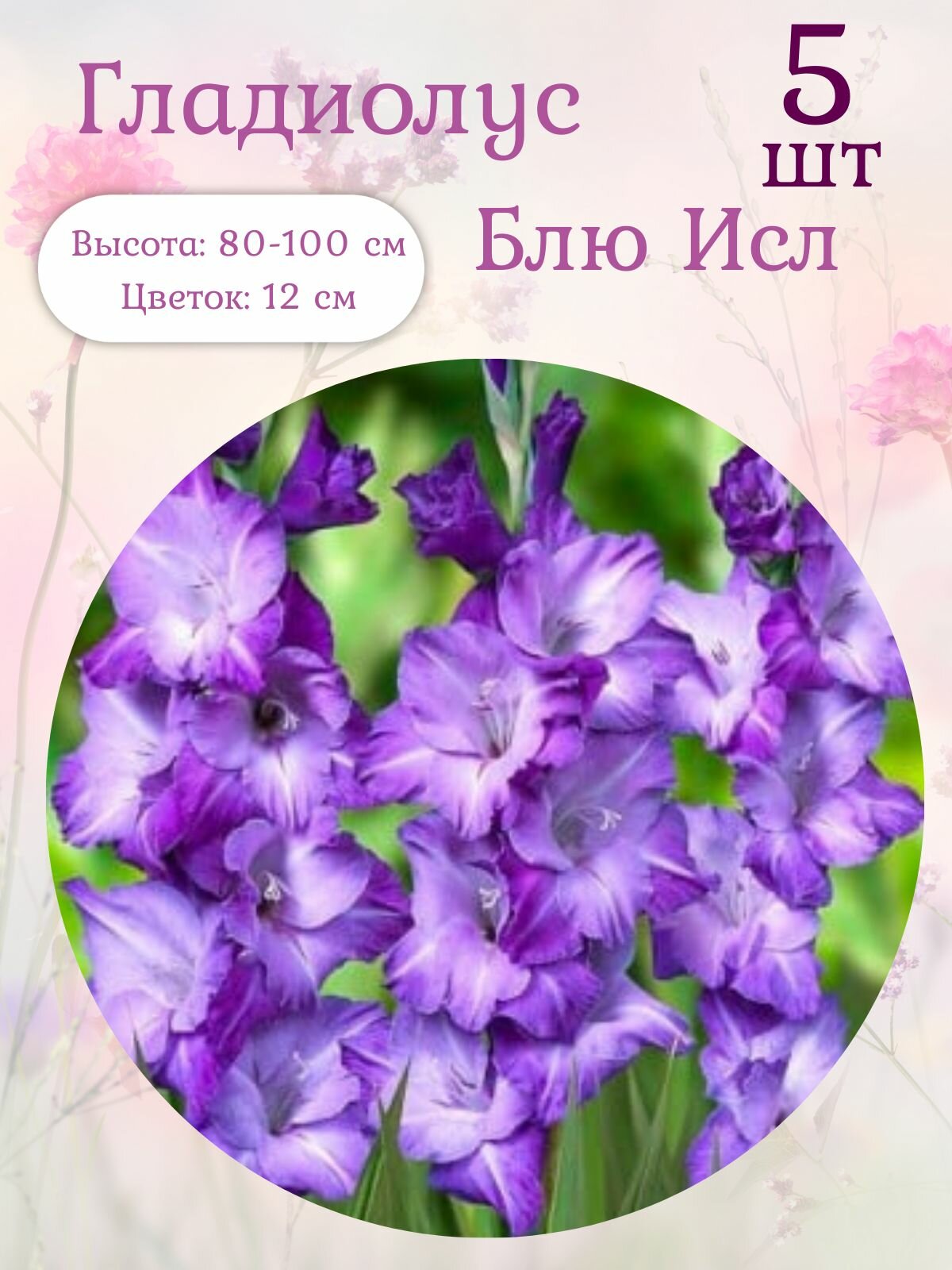 Гладиолусы, многолетние цветы, луковицы 5 шт.