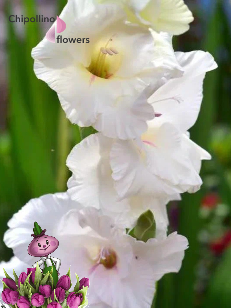 Луковицы цветов, chipollino flowers, Гладиолус SNOWDON (5 луковиц)