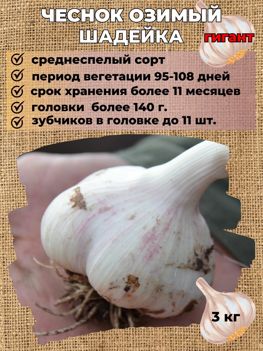 Чеснок озимый на посадку Шадейка 3 кг