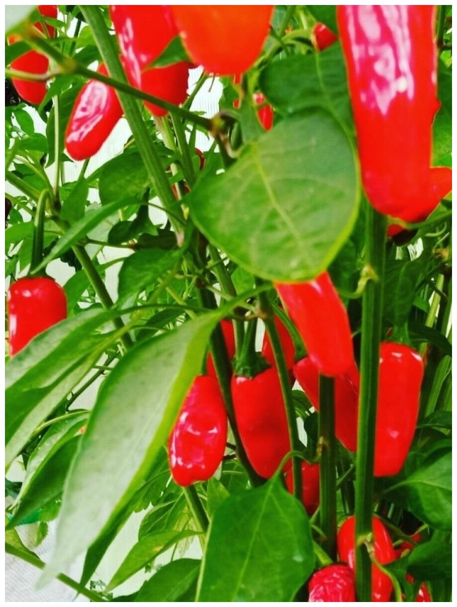 Острый перец Tabasco red fatty семена 5 штук