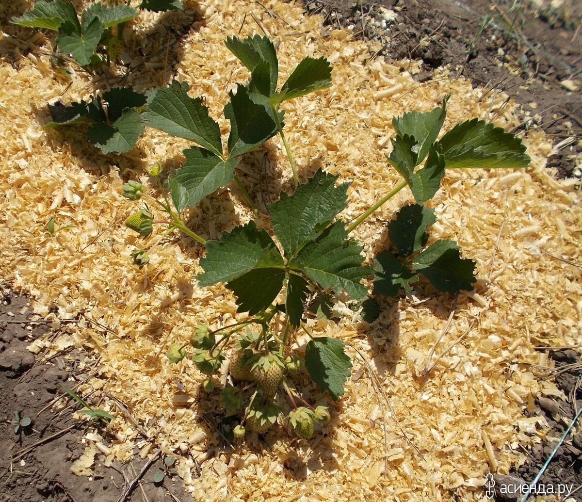 Деревянные опилки фасованные